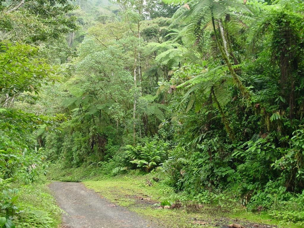 Ficha - Libro Rojo ETV